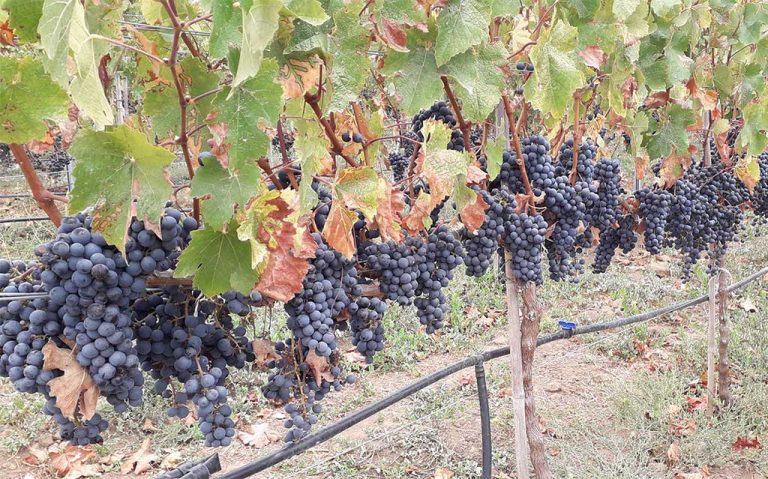 Wine Tour | The Perfect Pairing: Attilio & Mochi + Matetic Vineyards ...
