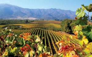 Wine Tour | The Perfect Pairing: Attilio & Mochi + Matetic Vineyards ...